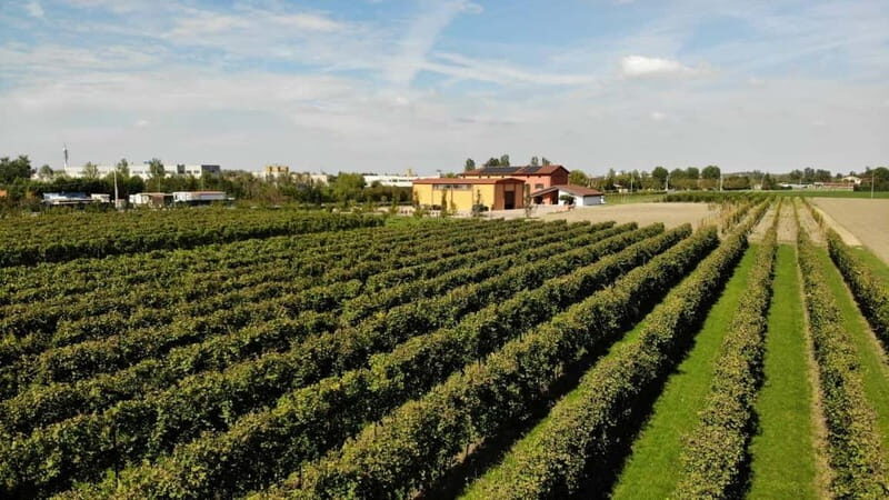 Modena: guided tour and tasting of superb Balsamic Vinegar - Who Should Consider This Experience?