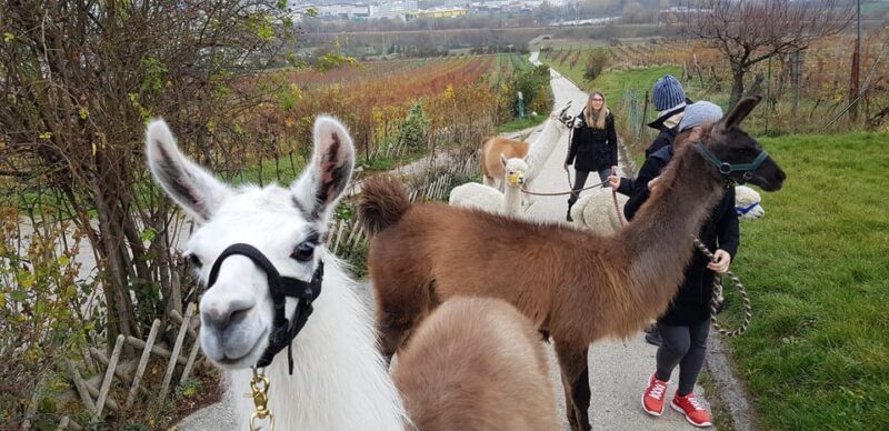 Mödling/Vienna: Scenic Guided Hike with Alpacas and Llamas - Mödling/Vienna: Scenic Guided Hike with Alpacas and Llamas – A Unique Countryside Adventure
