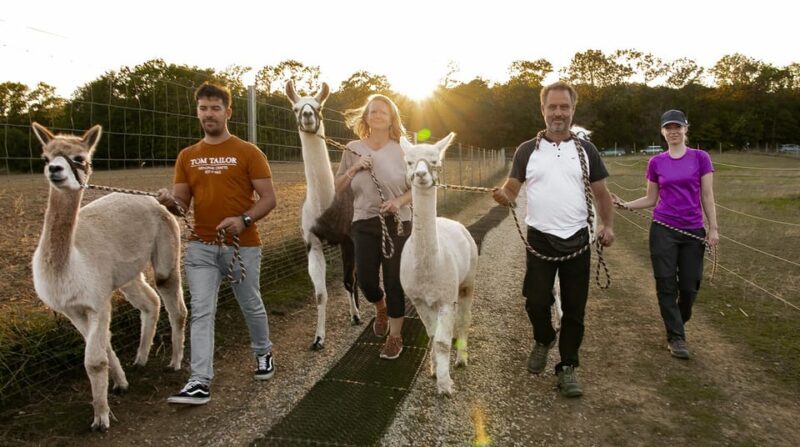 Mödling/Vienna: Scenic Guided Hike with Alpacas and Llamas - Key Points