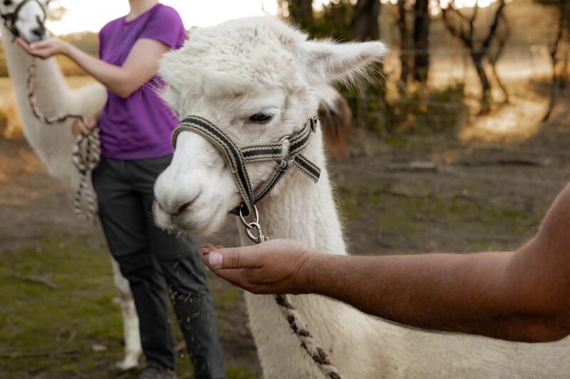 Mödling/Vienna: Scenic Guided Hike with Alpacas and Llamas - Practical Details & Tips