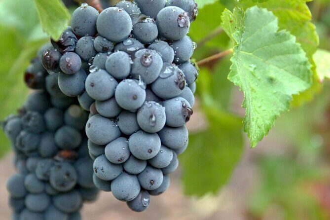 Moet et Chandon Veuve Clicquot Pommery Private Champagne Day trip - Final Thoughts