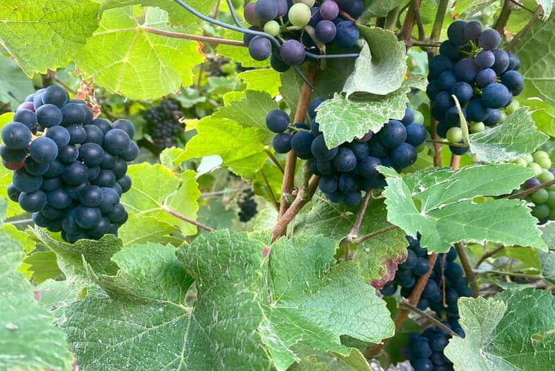 Moet et Chandon Veuve Clicquot Pommery Private Champagne - Final thoughts: Is this Champagne tour right for you?