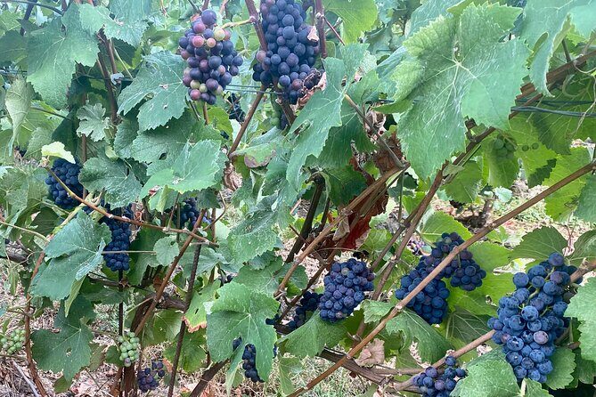 Moet et Chandon Veuve Clicquot Private Champagne trip from Paris - Reims Cathedral & Final Highlights