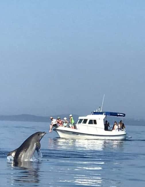 Molat Island Dolphin Watching Boat Tour 6hours TOUR - The Sum Up  