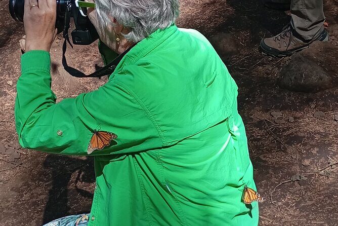 Monarch Butterflies El Rosario Preserve from Mexico City - Key Points