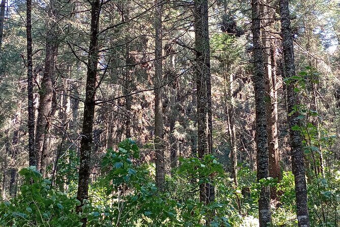 Monarch Butterflies El Rosario Preserve from Mexico City - Who Will Love This Tour?