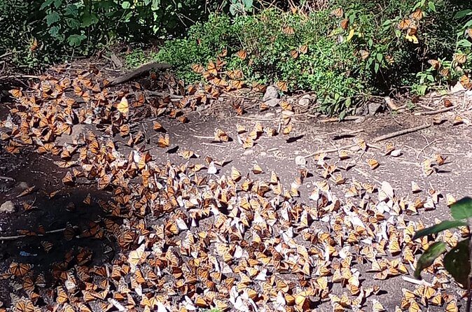 Monarch Butterflies El Rosario Preserve from Mexico City