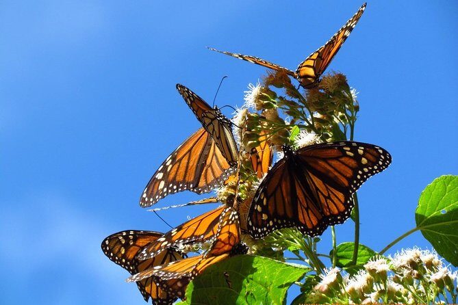 Monarch Butterfly Private Tour (Morelia) - What Makes This Tour Special?