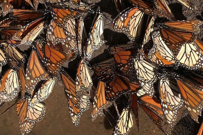 Monarch Butterfly Private Tour (Morelia) - The Itinerary: A Day of Natural Wonder and Scenic Drive