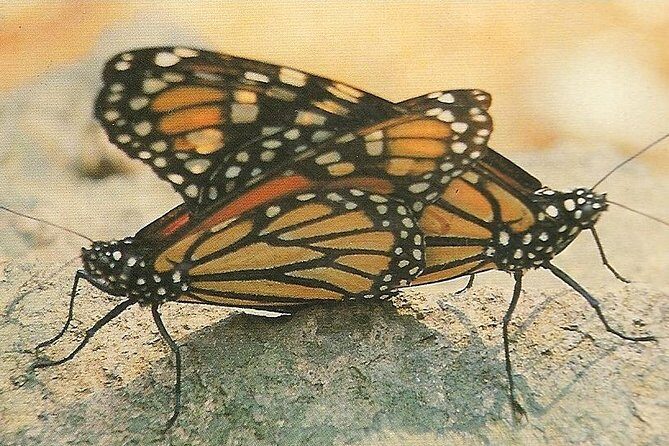 Monarch Butterfly Private Tour (Morelia) - Frequently Asked Questions