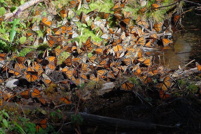 Monarch Butterfly Reserve: Piedra Herrada Magical Valle de Bravo - FAQs