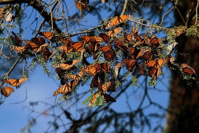 Monarch Butterfly Sanctuary Day Trip from Mexico City - The Itinerary in Detail