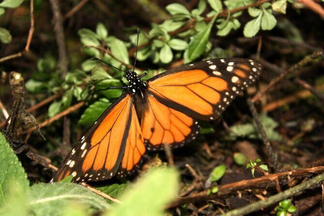 Monarch Butterfly Sanctuary Day Trip from Mexico City - FAQ