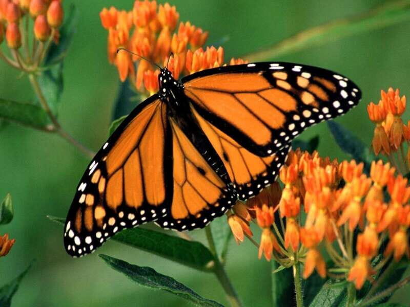 Monarch Butterfly Sanctuary Tour from Mexico City - Key Points