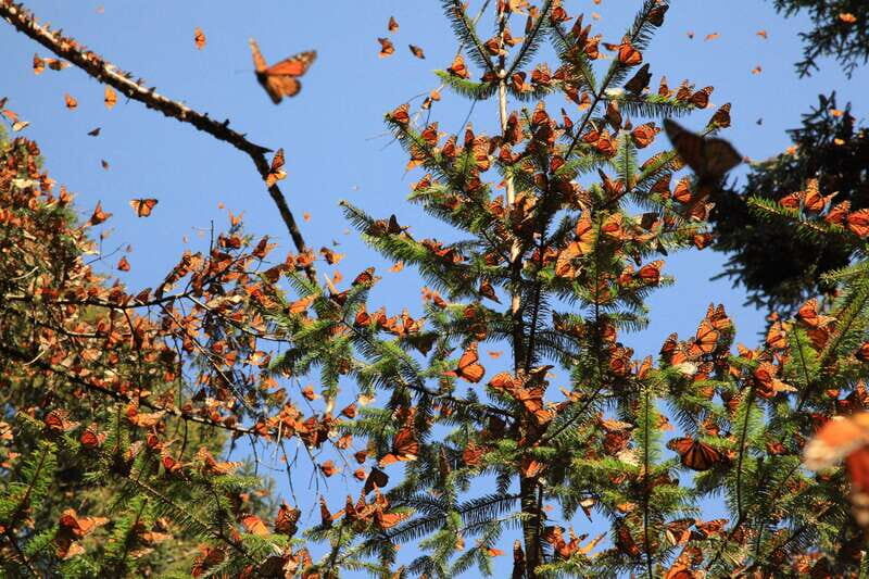 Monarch Butterfly Sanctuary Tour from Mexico City - An In-Depth Look at the Experience