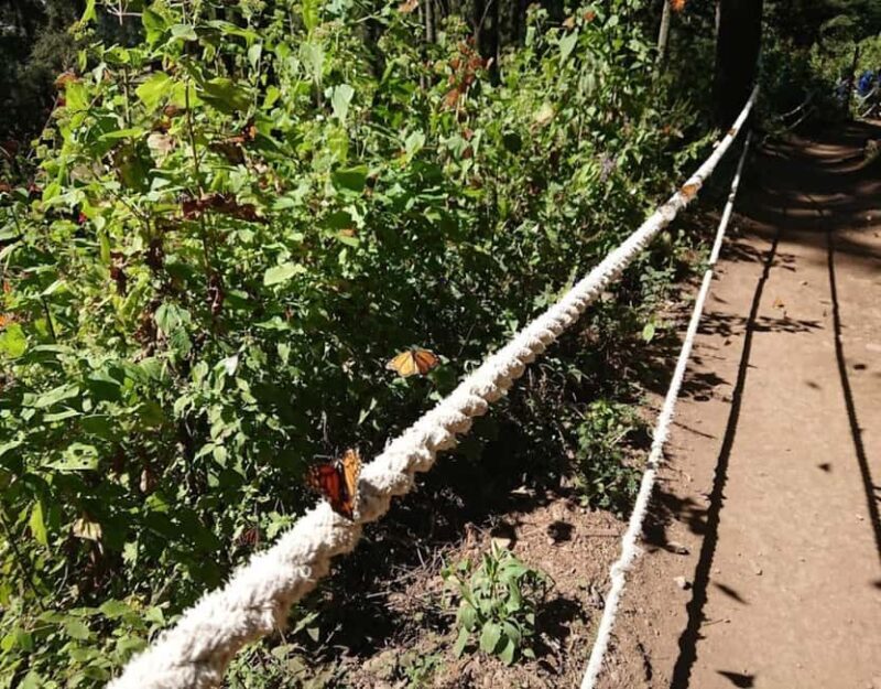 Monarch Butterfly - Key Points