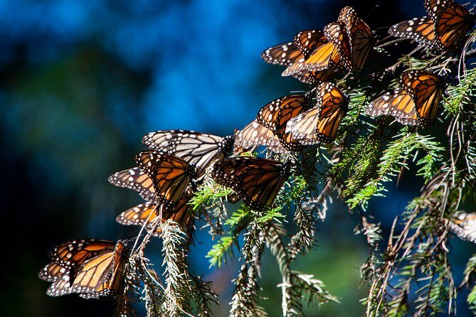 Monarch Butterfly Tour (Departing from Morelia) - Key Points