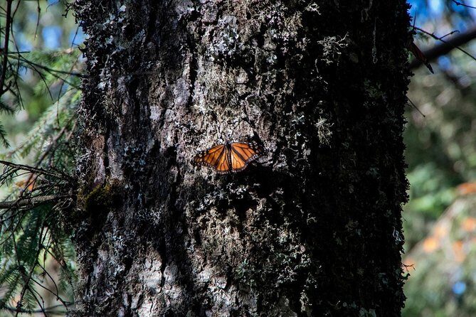 Monarch Butterfly Tour (Departing from Morelia) - An In-Depth Look at the Tour Experience