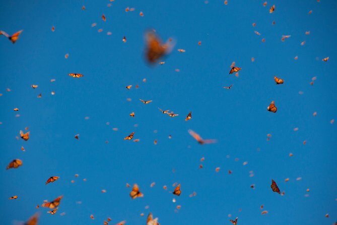 Monarch Butterfly Tour (Departing from Morelia) - The Sum Up