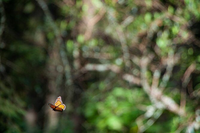Monarch Butterfly Tour (Departing from Morelia) - FAQ