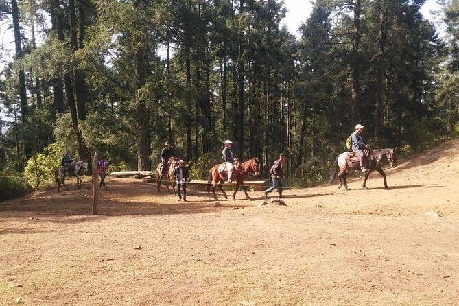 Monarch Butterfly Tour from Mexico City - Authentic Experiences & Review Highlights