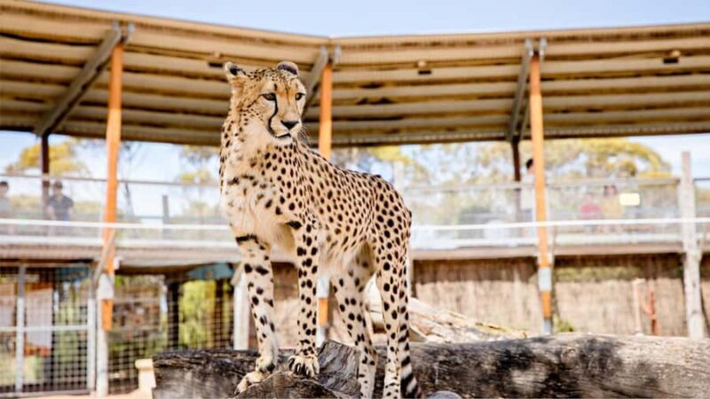 Monarto Safari Park: Cheetah Experience - Key Points