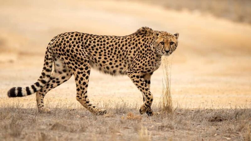 Monarto Safari Park: Cheetah Experience - Introduction: An Up-Close Look at the World’s Fastest Land Animal