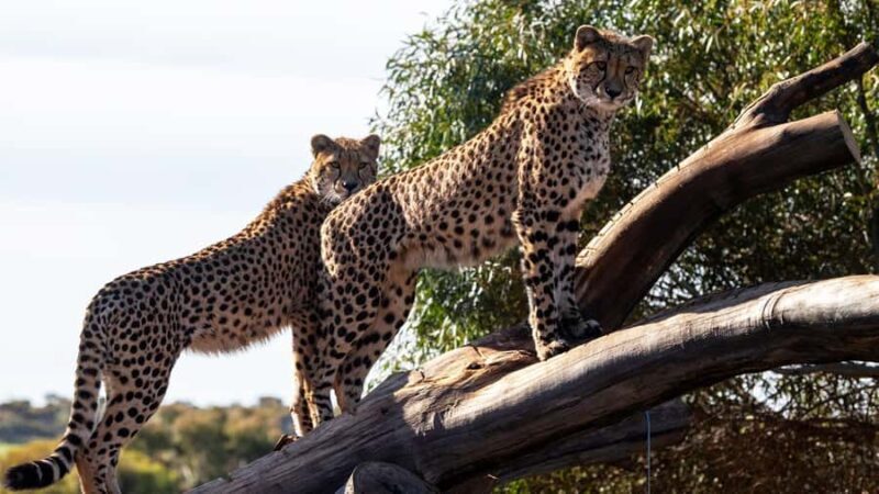 Monarto Safari Park: Cheetah Experience - The Value of the Experience: Why It Matters