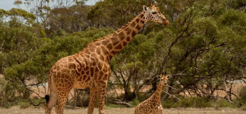 Monarto Safari Park: Keeper for a Day - Key Points