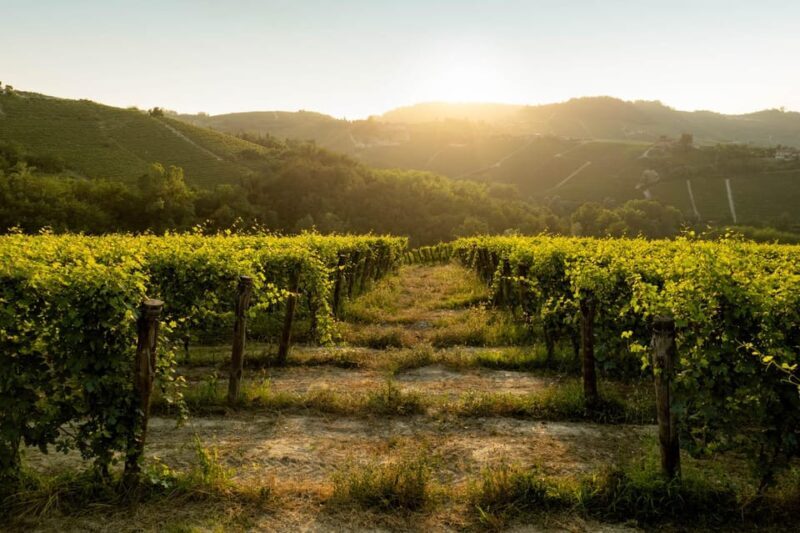 Monforte d'Alba: Barolo Tasting, Vineyard & Cellar Visit - Key Points