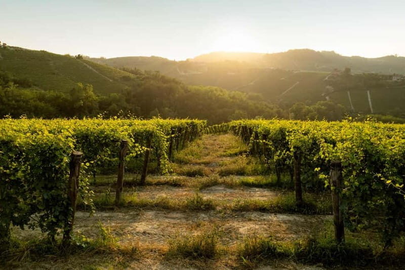 Monforte d'Alba: Wine Tasting, Cellar Visit, and Vineyard Tour - Why This Tour Is Worth Considering