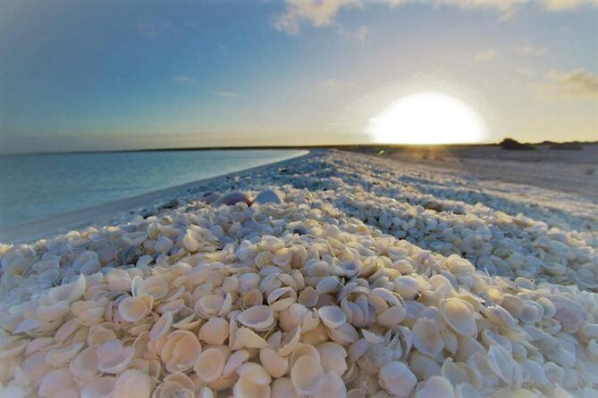 Monkey Mia Dolphins & Shark Bay Air Tour From Perth - FAQ