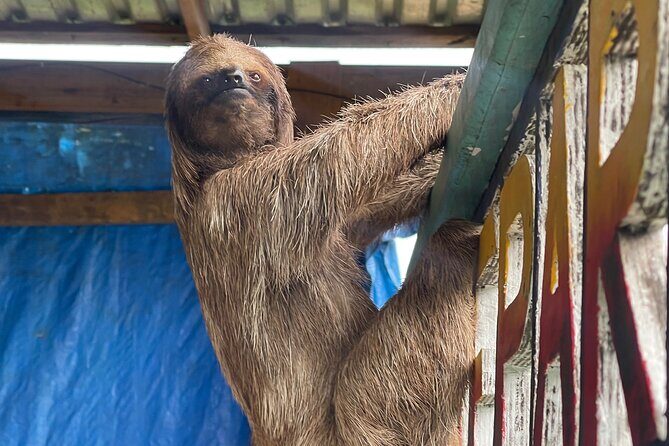 Monkeys and sloths, private tour , and beach - An In-Depth Look at the Tour Experience