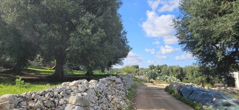 Monopoli: Ancient Olive Groves & Coastal E-Bike Ride - FAQ  