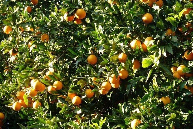 Monster Green Canyon Safari with Lunch - Key Points