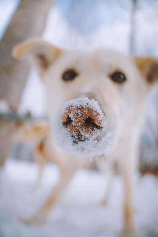 Mont-Tremblant: Dogsledding Upper Laurentians - The Sum Up