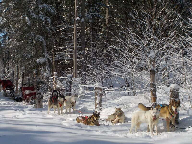 Mont-Tremblant: Dogsledding Valley Adventure - Key Points