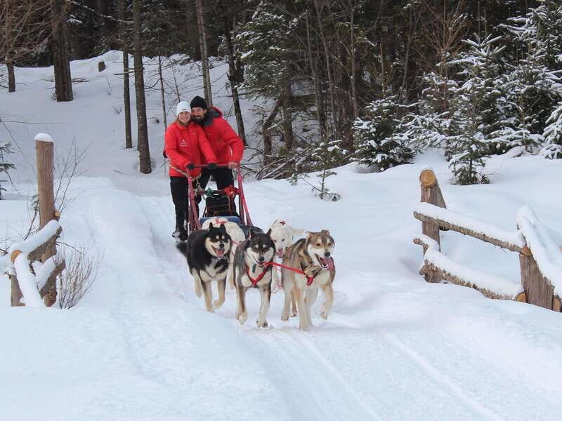 Mont-Tremblant: Dogsledding Valley Adventure - The Experience from a Traveler’s Perspective