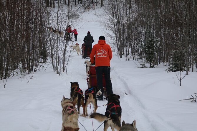Mont Tremblant Dogsledding Valley Adventure - The Trail and Scenic Forests  