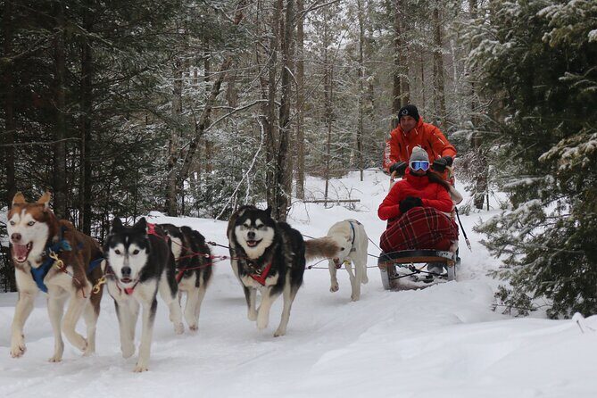 Mont Tremblant Dogsledding Valley Adventure - Kennel Visit and Puppy Time  