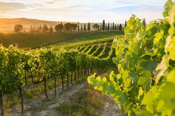 Montalcino: Brunello Wine Tasting Experience - Key Points