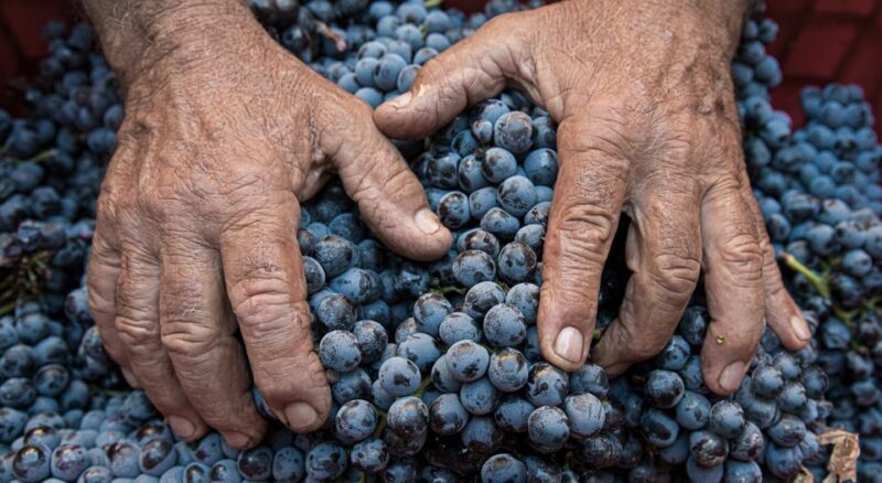 Montalcino: Brunello Wine Tasting & Lunch in a Tuscan Castle - Considerations and Practicalities