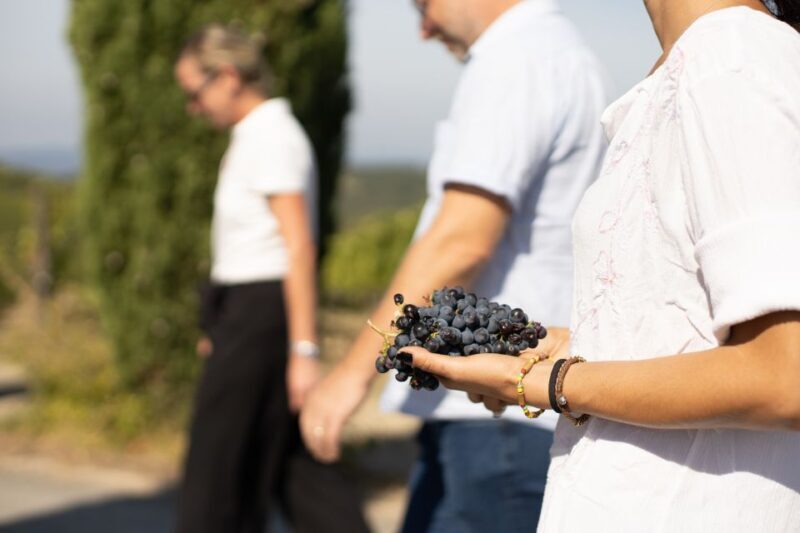 Montalcino: Guided Winery Tour & Gourmet Food Tasting - Practical Details and Value