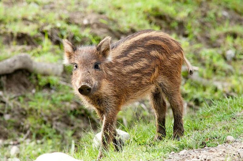 Montebello, QC: General Admission to Parc Omega - What to Expect at Parc Omega