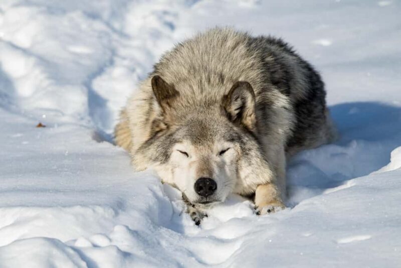 Montebello, QC: General Admission to Parc Omega - The Sum Up