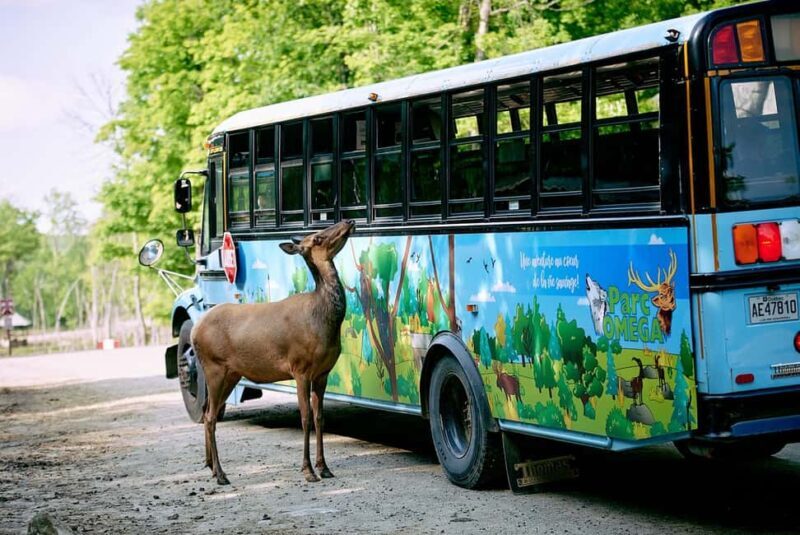 Montebello, QC: Morning VIP Tour at Parc Oméga - The Guides and Their Insights