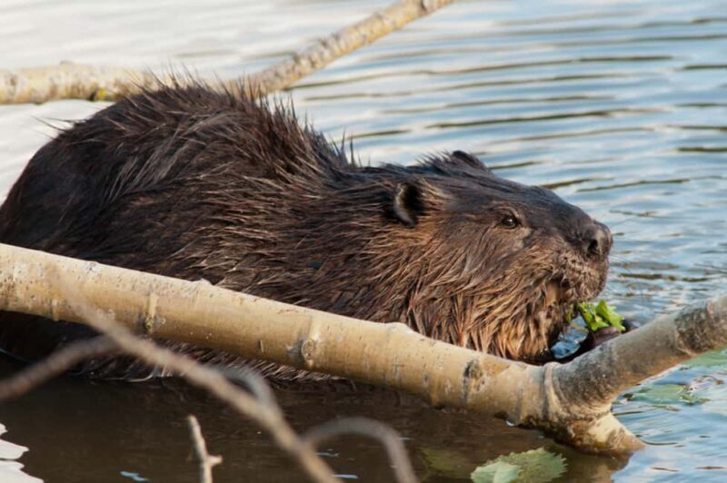 Montebello, QC: Morning VIP Tour at Parc Oméga - The Exclusive Wolf Observatory Experience