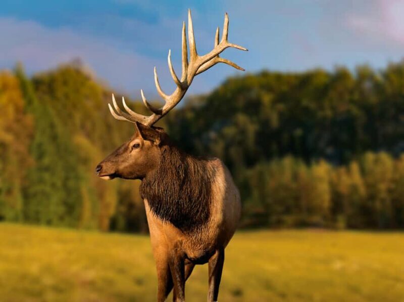 Montebello, QC: Morning VIP Tour at Parc Oméga - Post-Tour Park Access and Flexibility