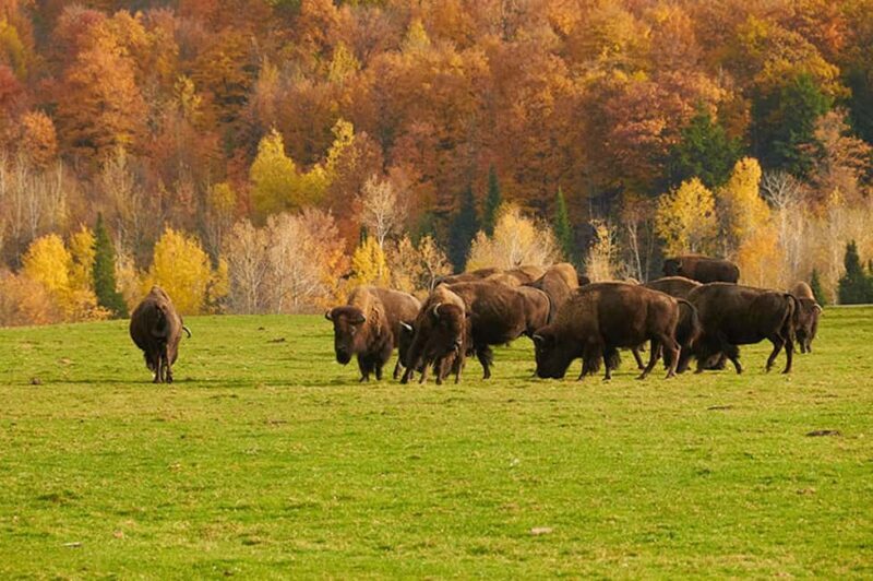 Montebello, QC: Morning VIP Tour at Parc Oméga - Practical Details and Value