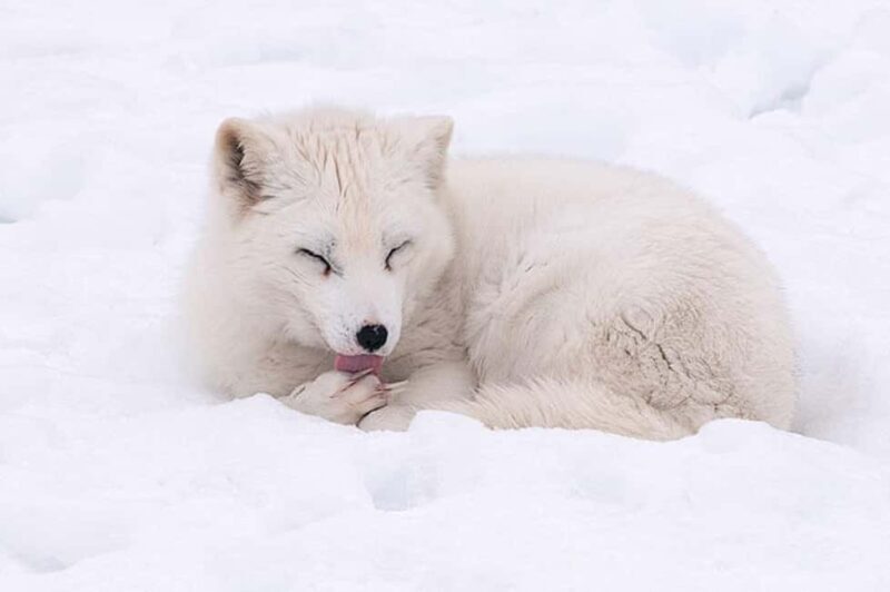 Montebello, QC: Morning VIP Tour at Parc Oméga - What to Bring and Wear